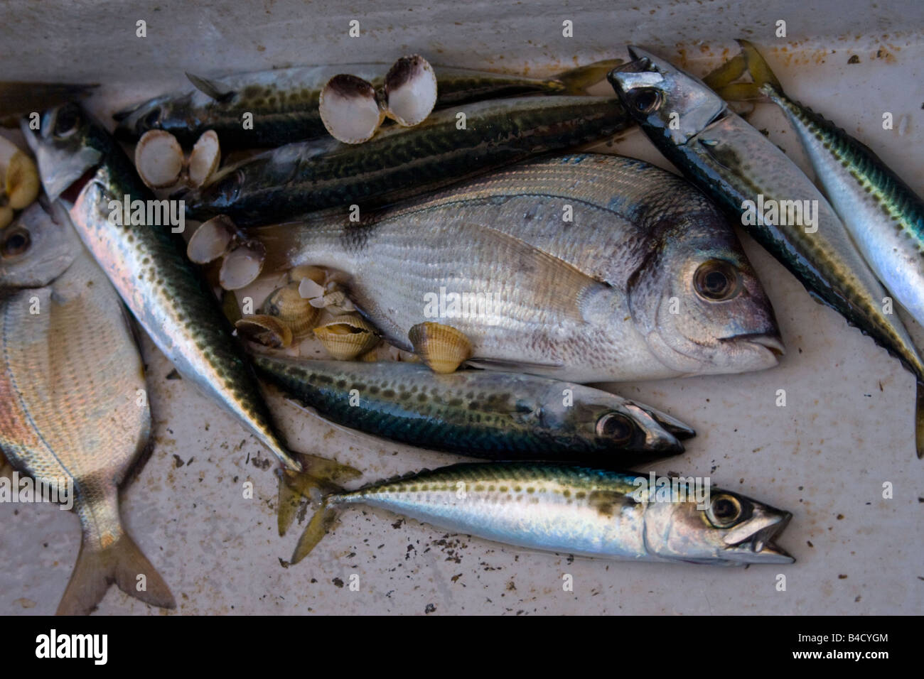 The catch of the day Stock Photo - Alamy