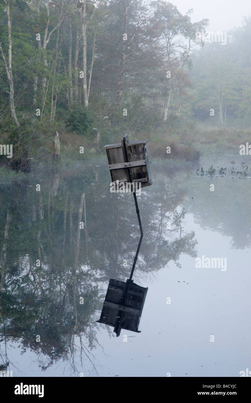 Wood duck box in a New Hampshire swamp surrounded by fog Stock Photo ...