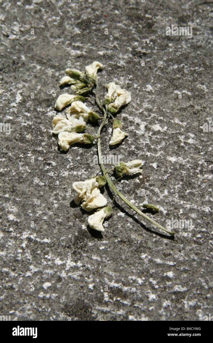 one single fallen flower petals on street floor Stock Photo - Alamy