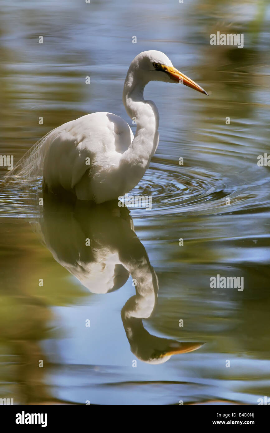 White egret hi-res stock photography and images - Alamy