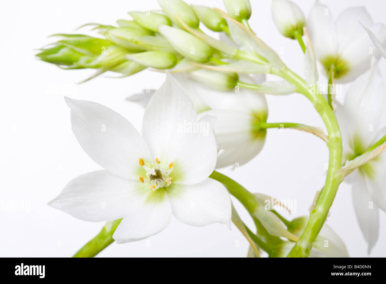 Ornithogalum thyrsoides Chincherinchee Stock Photo - Alamy