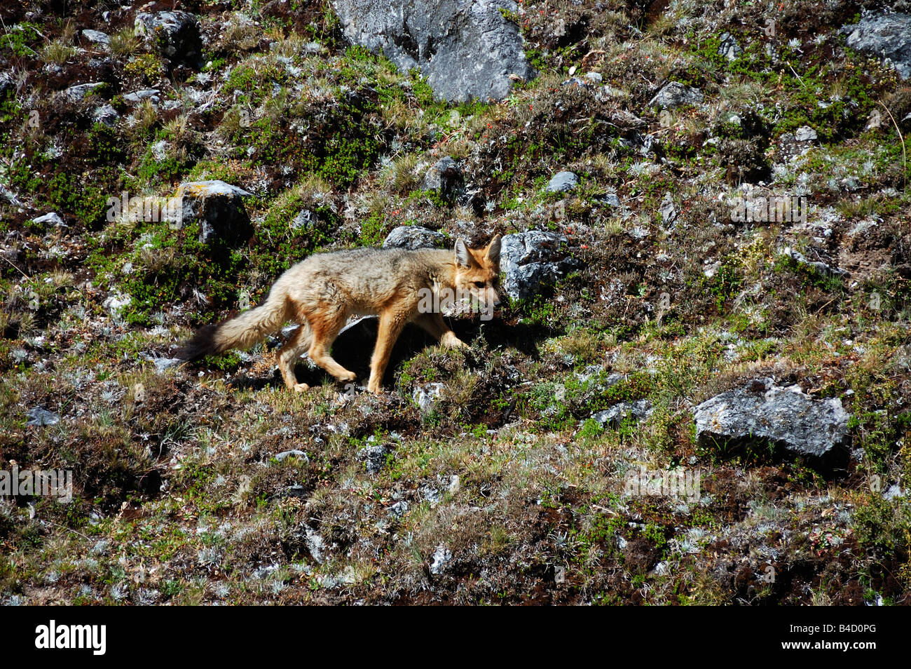 Fox Cordillera Huayhuash Peru South America Stock Photo - Alamy