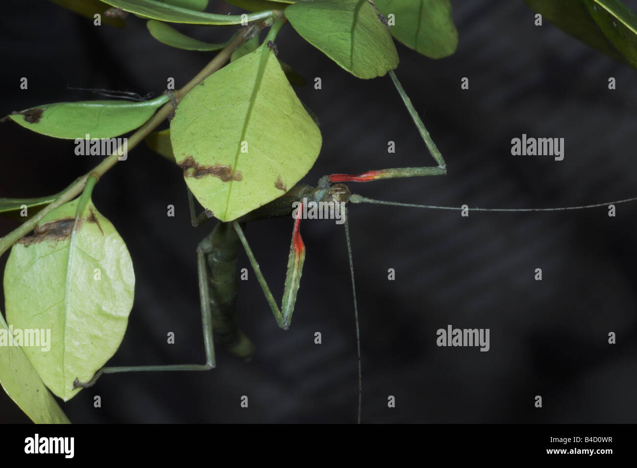 Indian Stick Insect Carausius morosus on privet leaves. UK Stock Photo ...