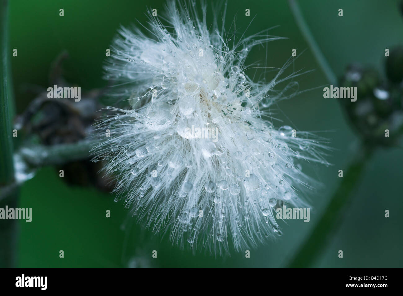 Water Seed Dispersal High Resolution Stock Photography and Images - Alamy