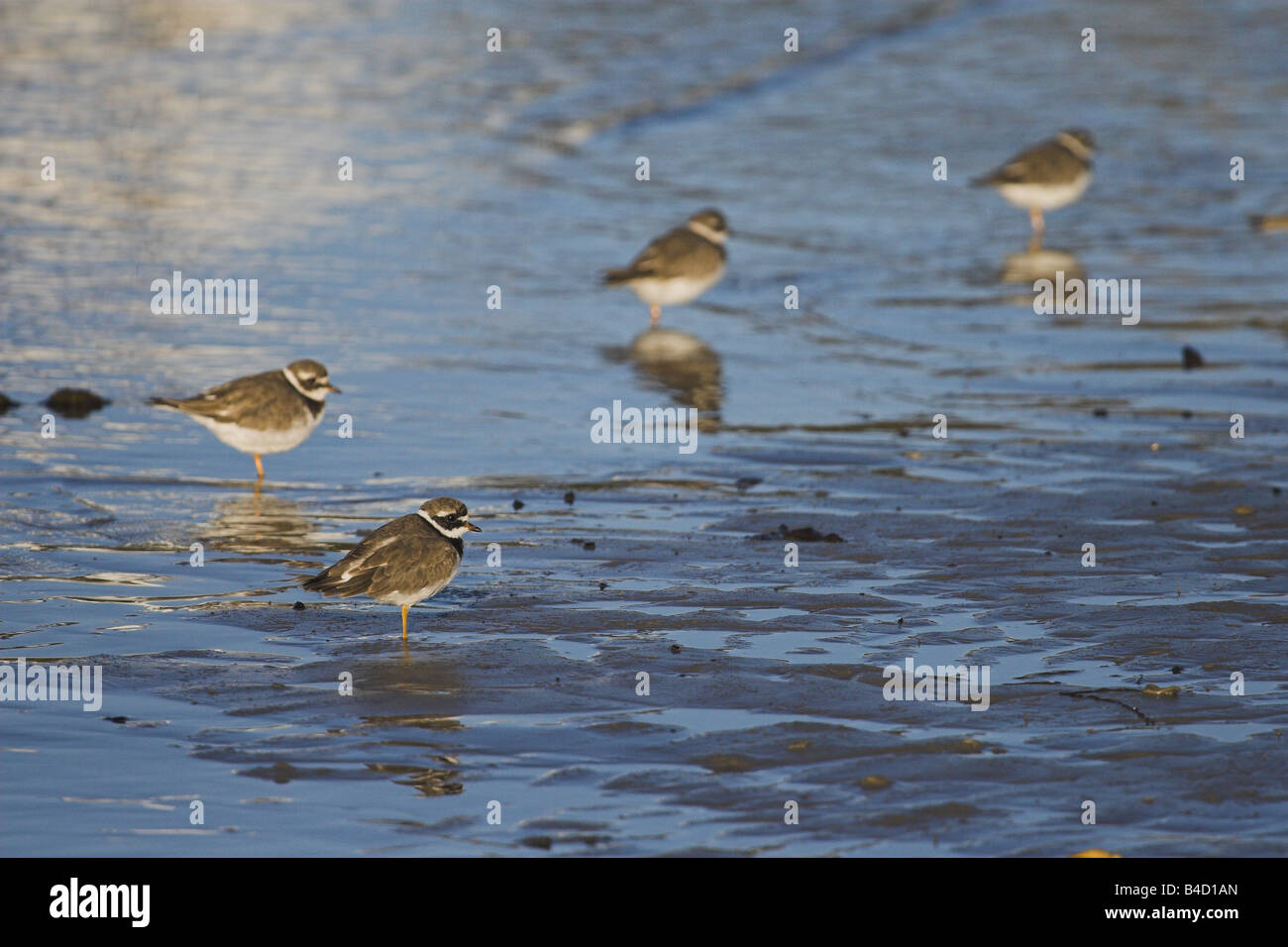 Four Ringed Plovers Stock Photo - Alamy