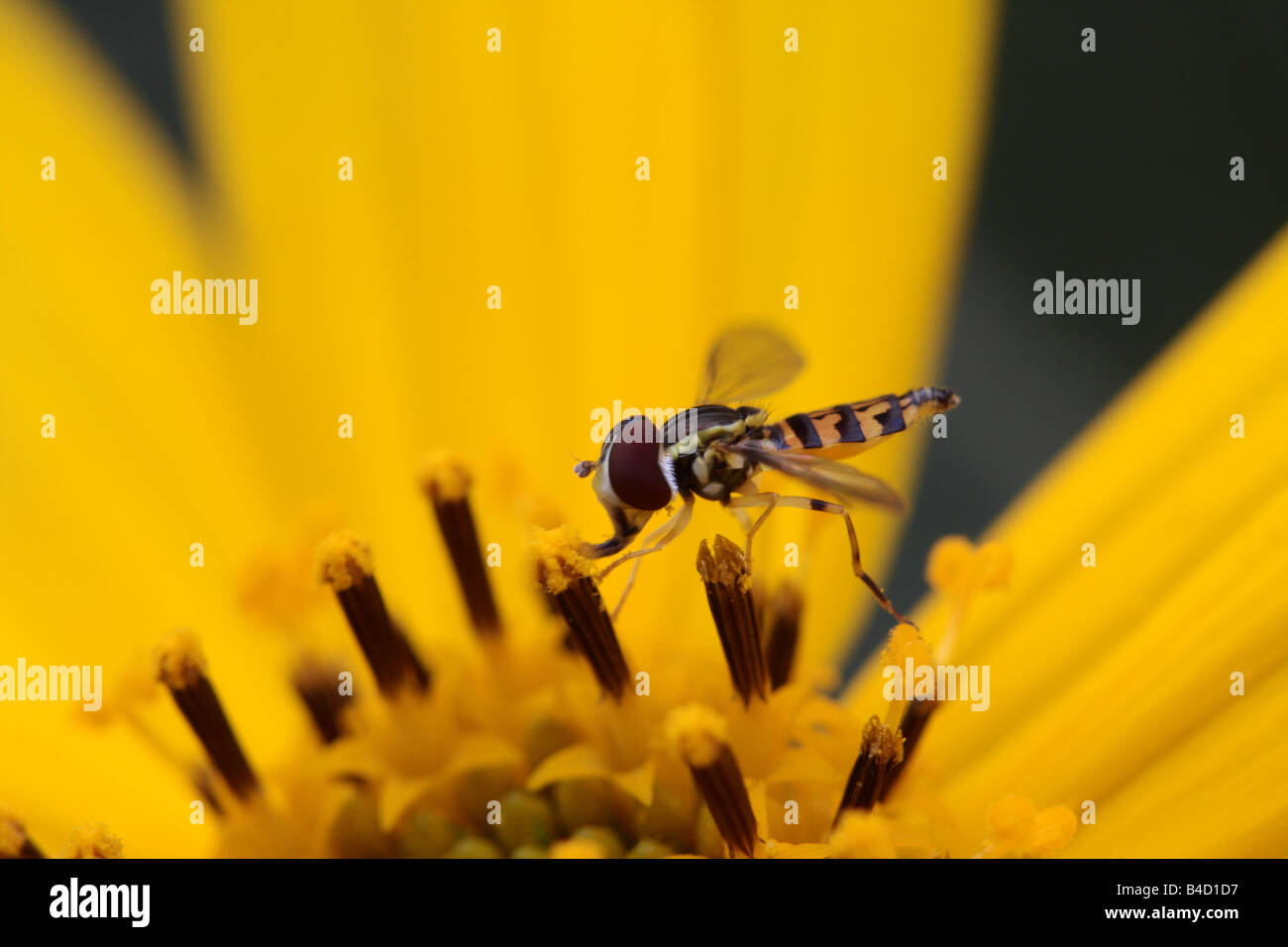 Striped yellow wings hi-res stock photography and images - Alamy