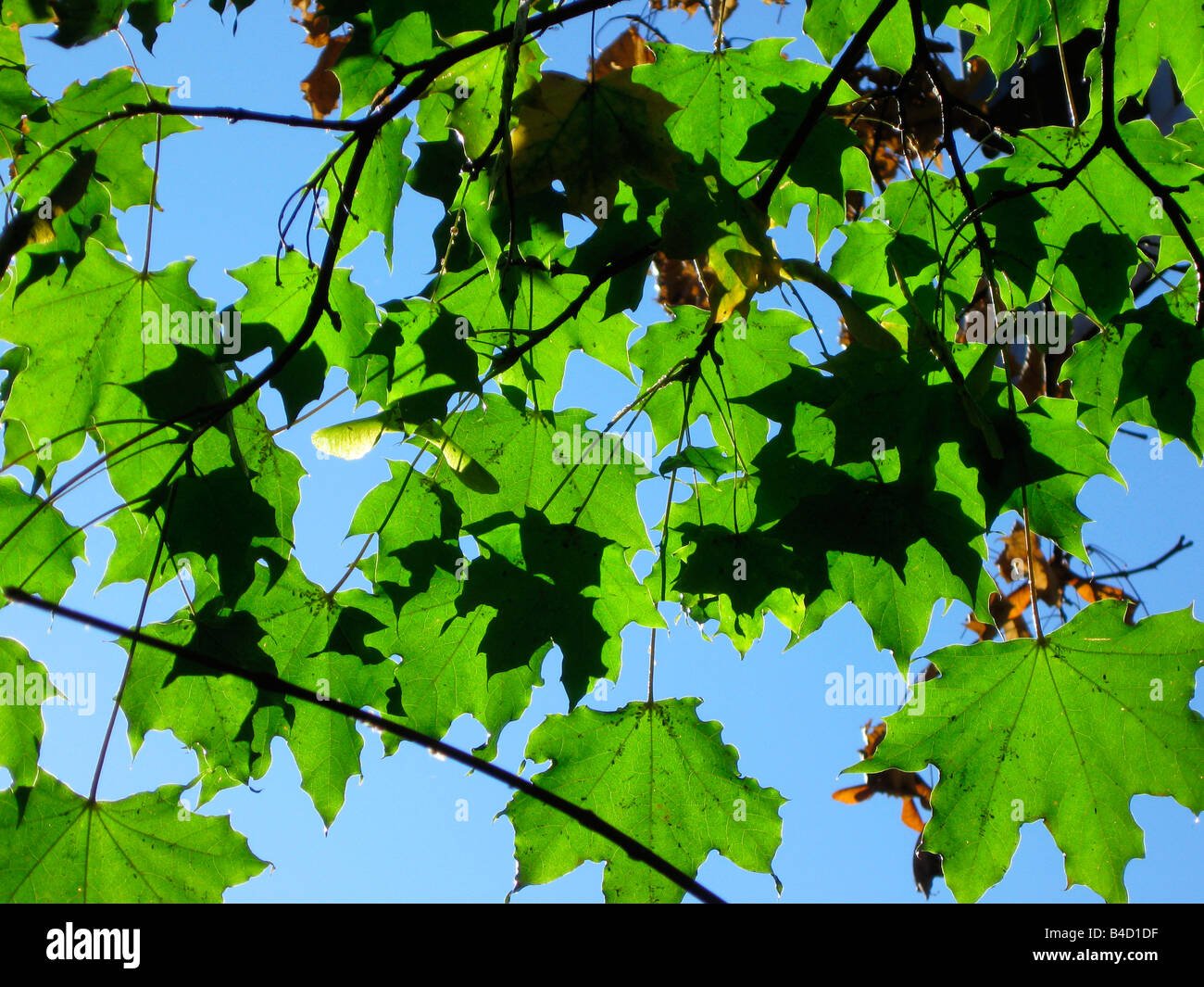 Changing sugar maple leaves hi-res stock photography and images - Alamy