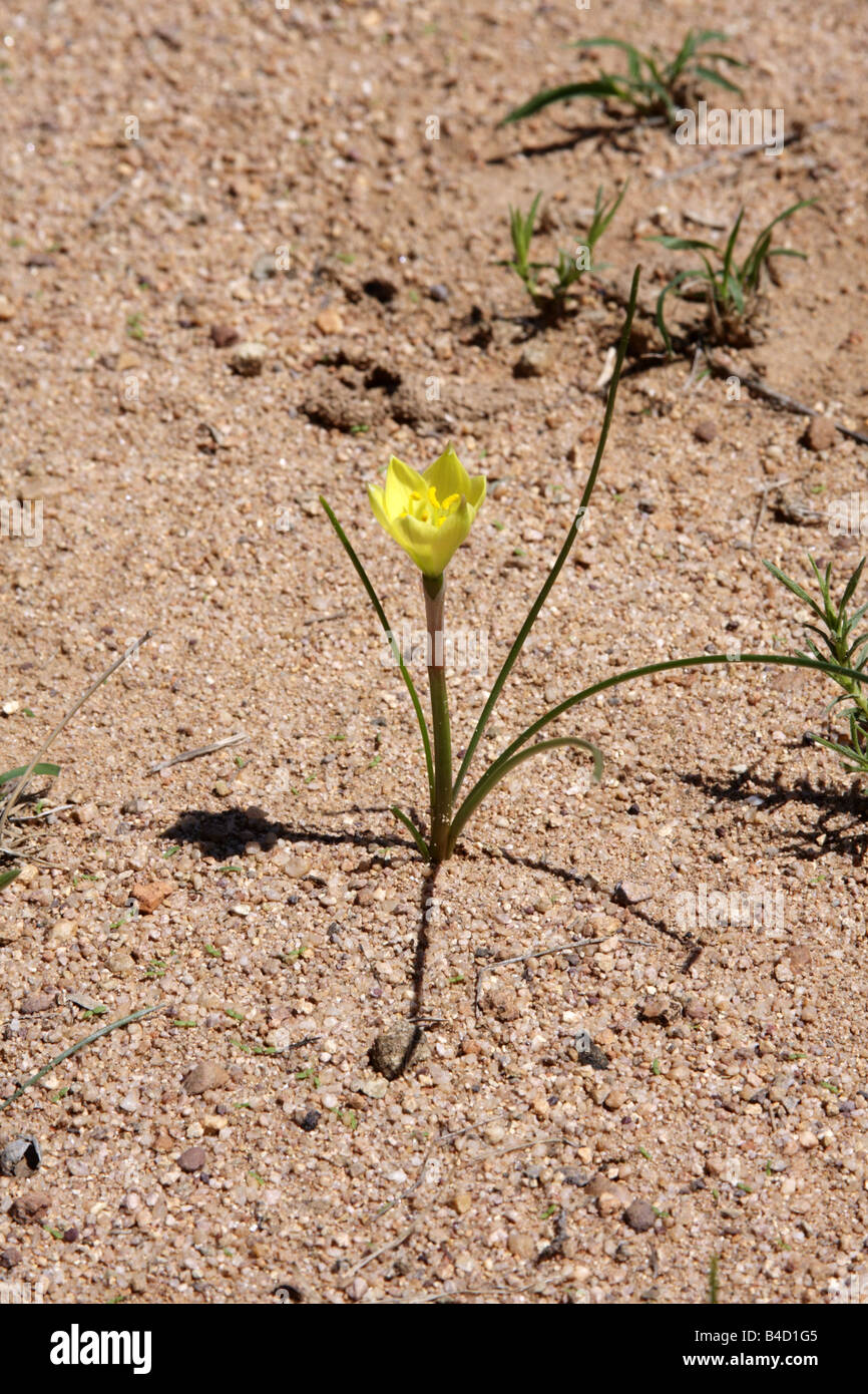 Yellow rainlily (Cooperia), Arizona, USA Stock Photo - Alamy