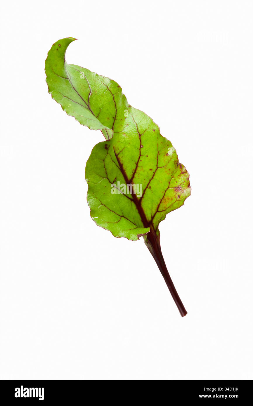 Cut beetroot beta vulgaris hi-res stock photography and images - Alamy