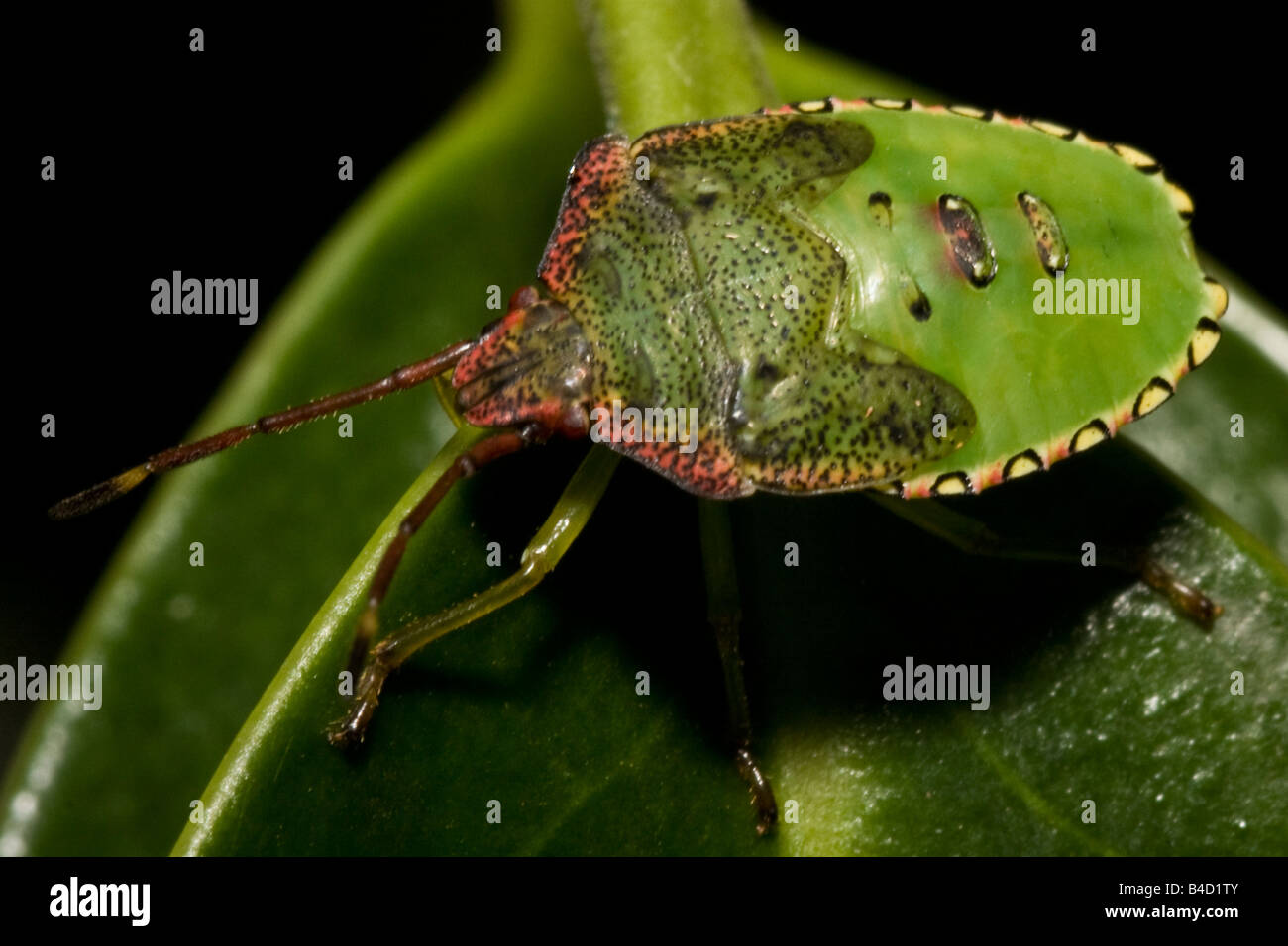 Shield Bug close-up Stock Photo - Alamy