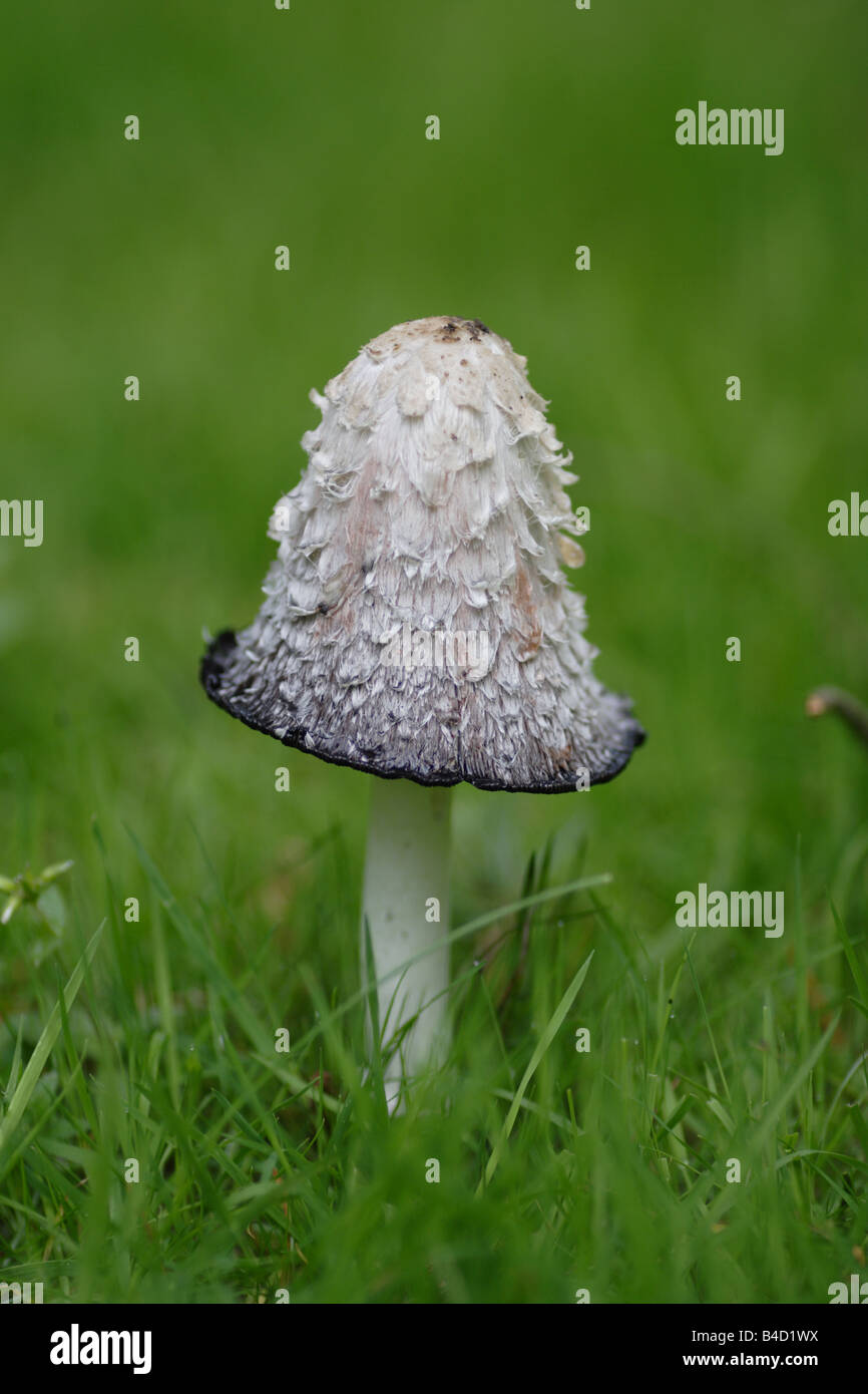 toadstool or mushroom Stock Photo - Alamy