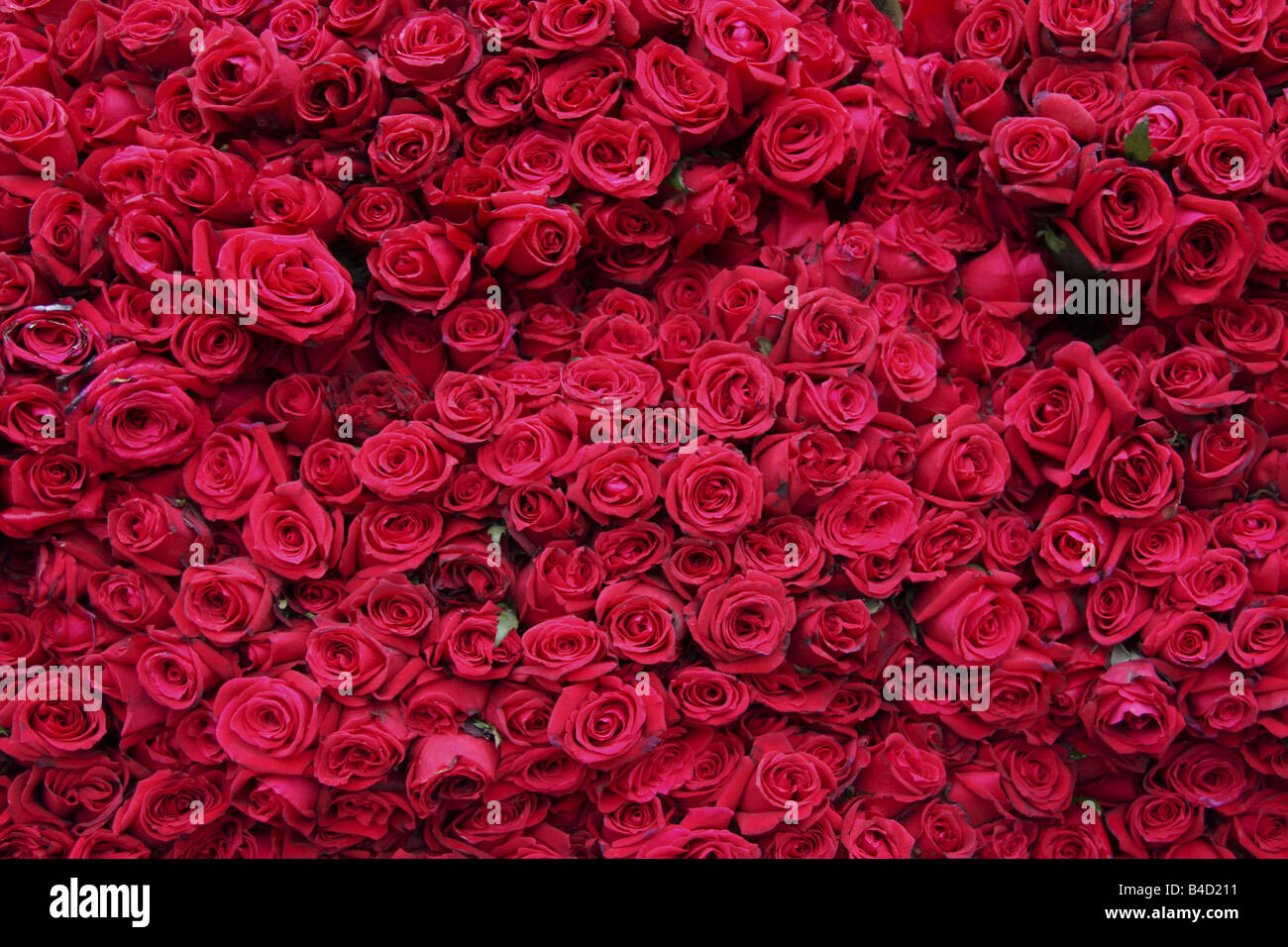 Roses bunched hi-res stock photography and images - Alamy