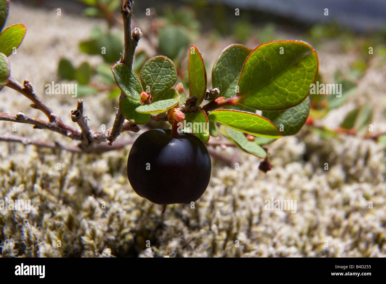 Blueberry plant hi-res stock photography and images - Alamy