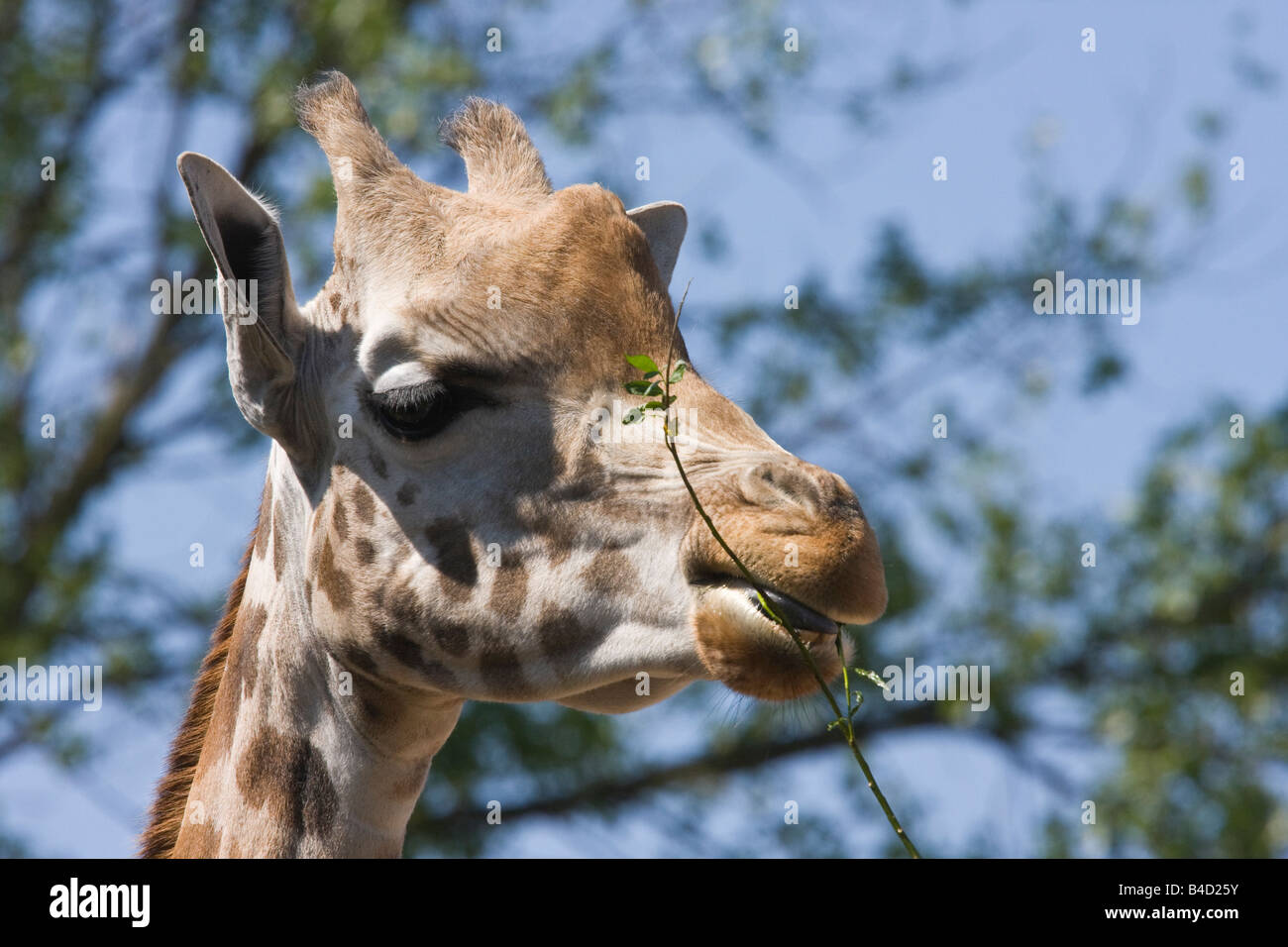 Head of Giraffe chewing Stock Photo - Alamy