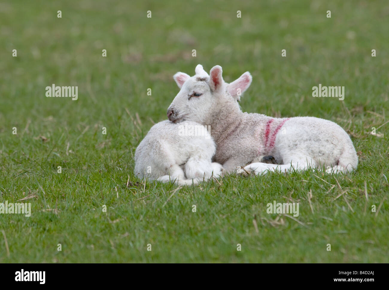 Two lambs field hi-res stock photography and images - Alamy