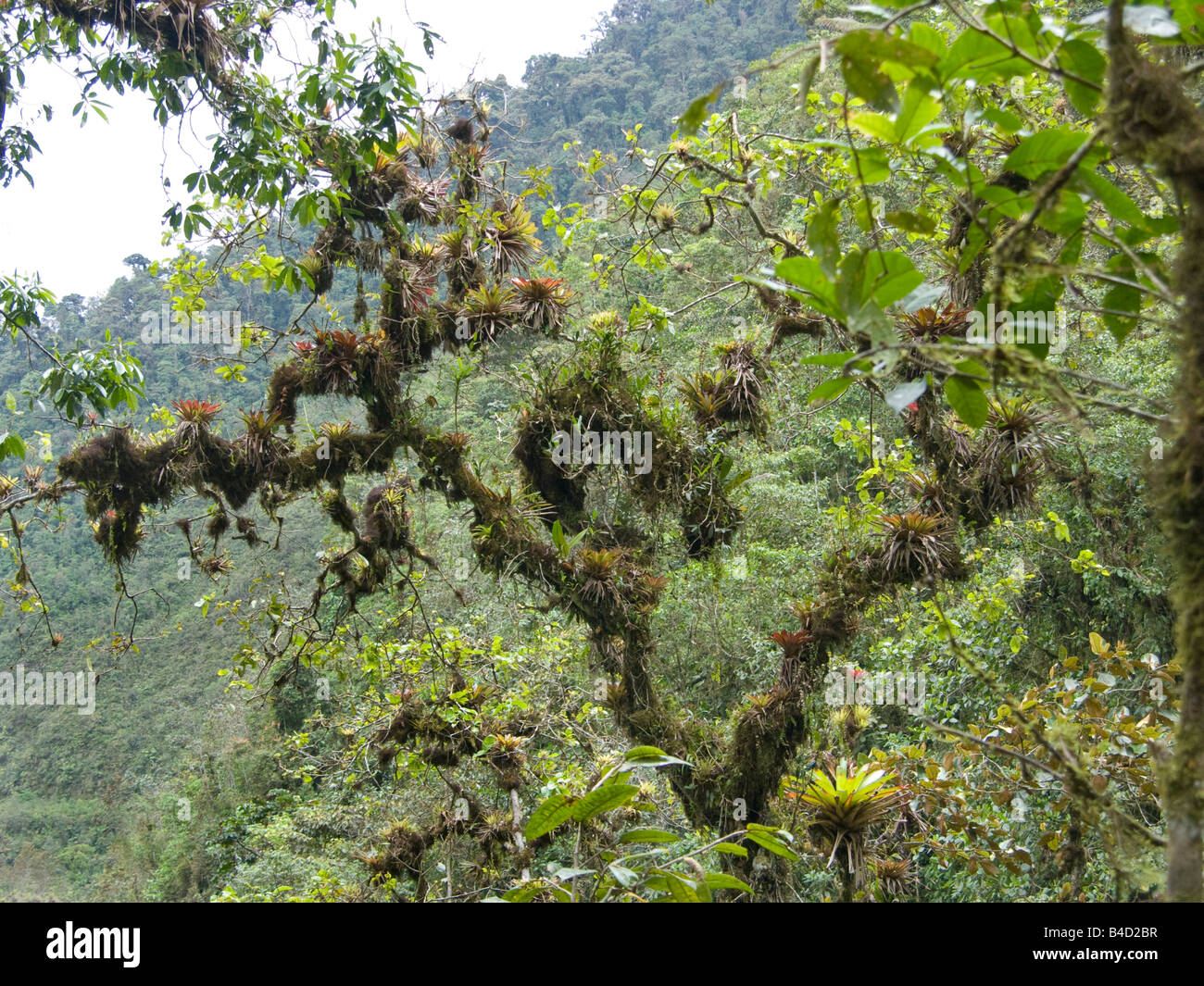 Semitropical rainforest hi-res stock photography and images - Alamy