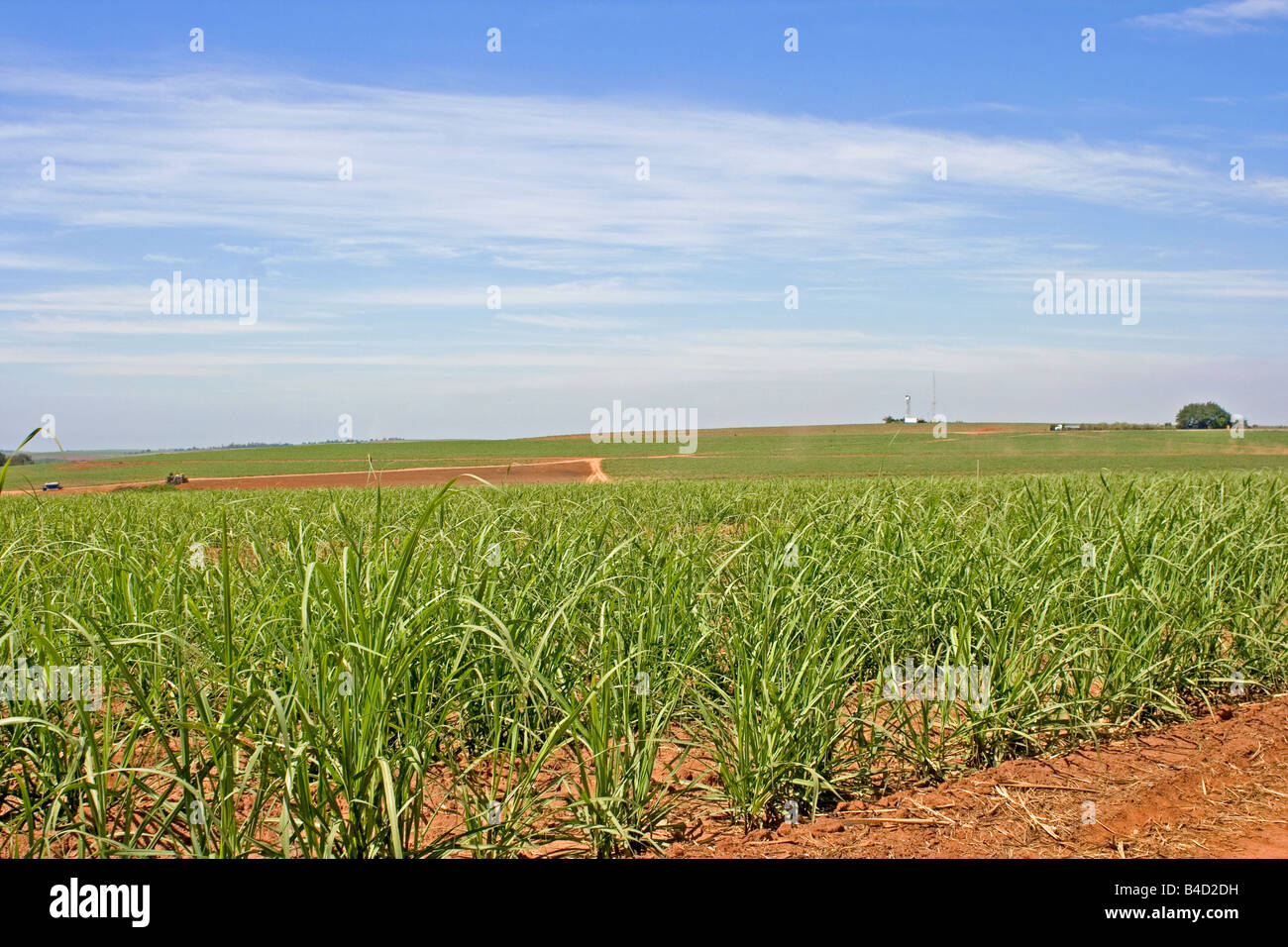 Green desert of sugar cane advancing on food crops Stock Photo - Alamy