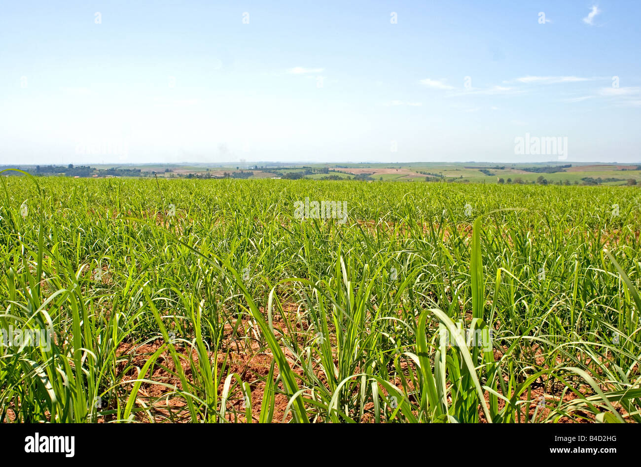 Sugarcane expansion hi-res stock photography and images - Alamy