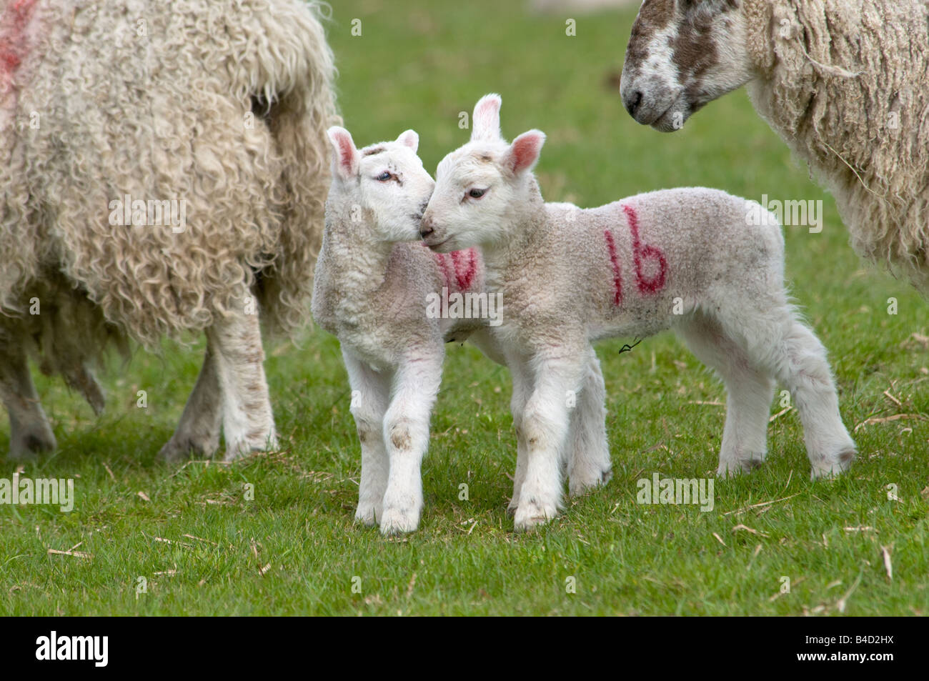Two Spring Lambs Stock Photo - Alamy