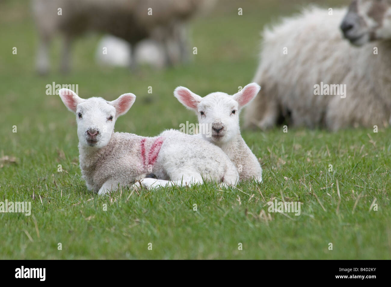 Spring lamb hi-res stock photography and images - Alamy