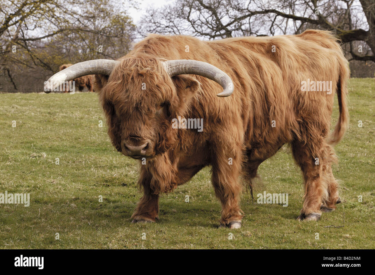 Aggressive highland cow hi-res stock photography and images - Alamy