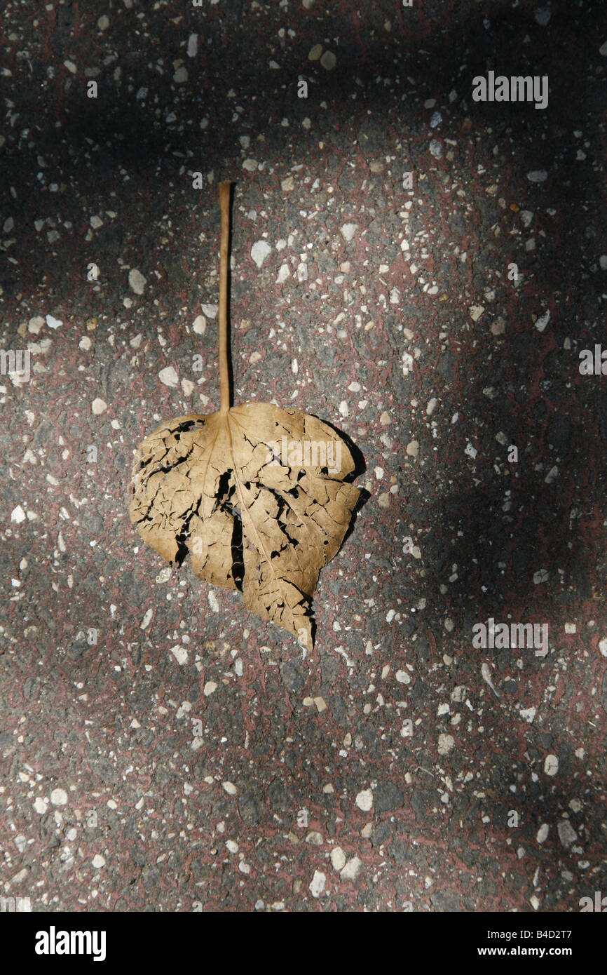 one single damaged fallen brown leaf on road Stock Photo - Alamy