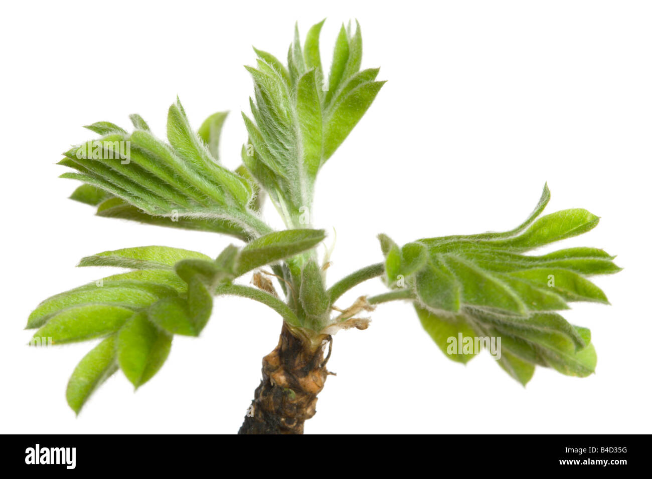 Acacia stem hi-res stock photography and images - Alamy