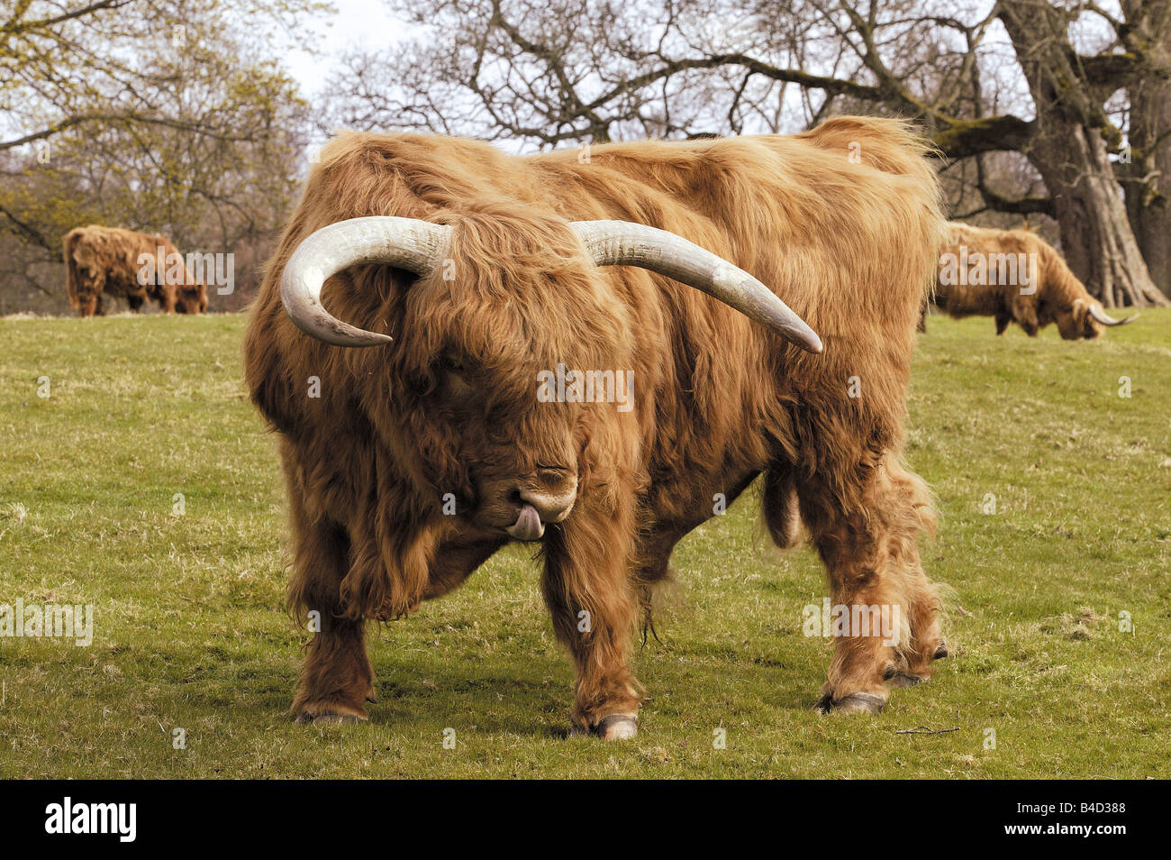 Aggressive highland cow hi-res stock photography and images - Alamy