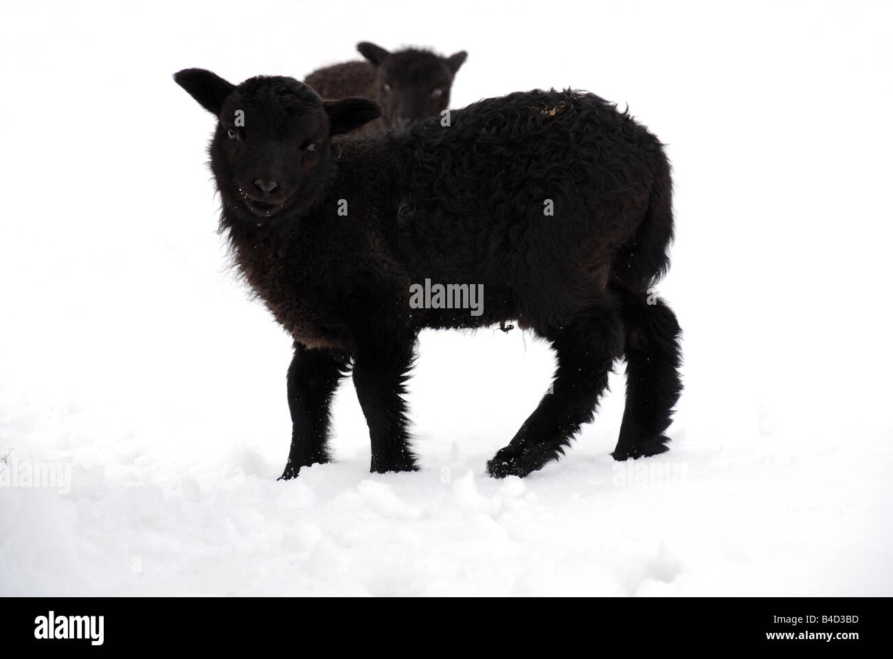 Snow white lamb hi-res stock photography and images - Alamy