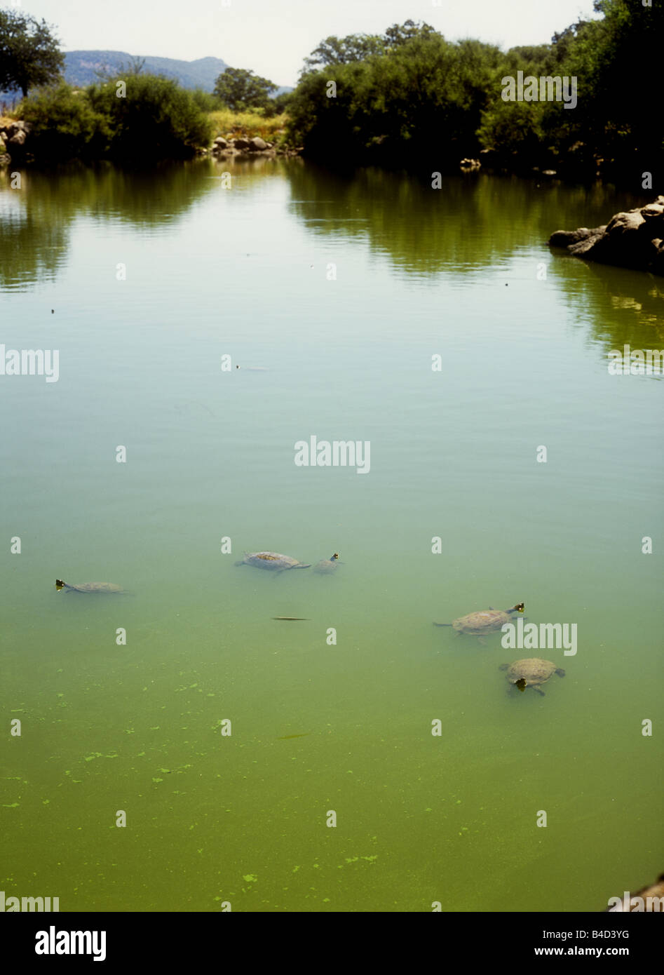 turtles in pond near Gavathas, on the Greek Island of Lesbos, North ...