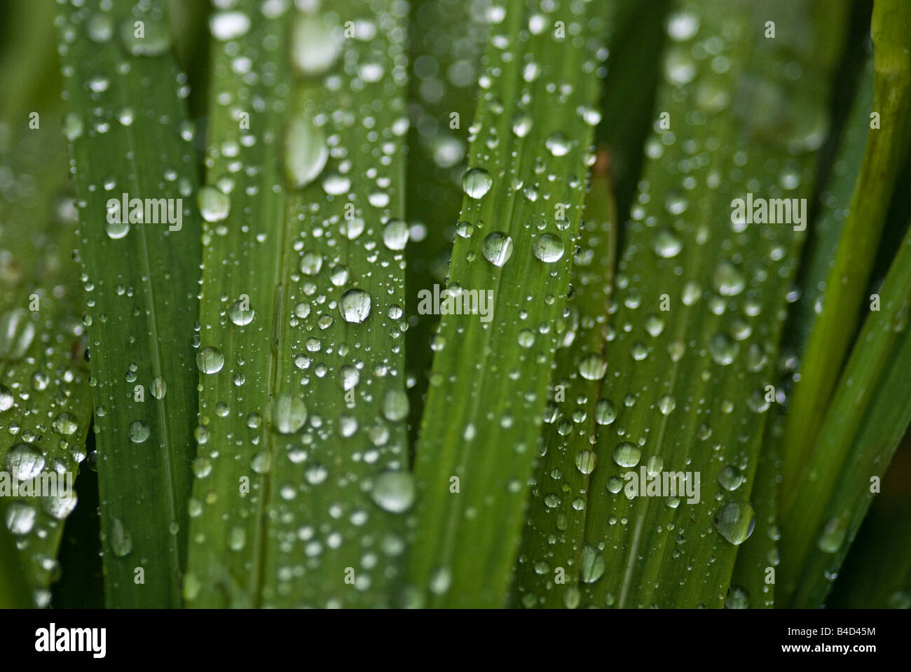 Water on leaves Stock Photo - Alamy