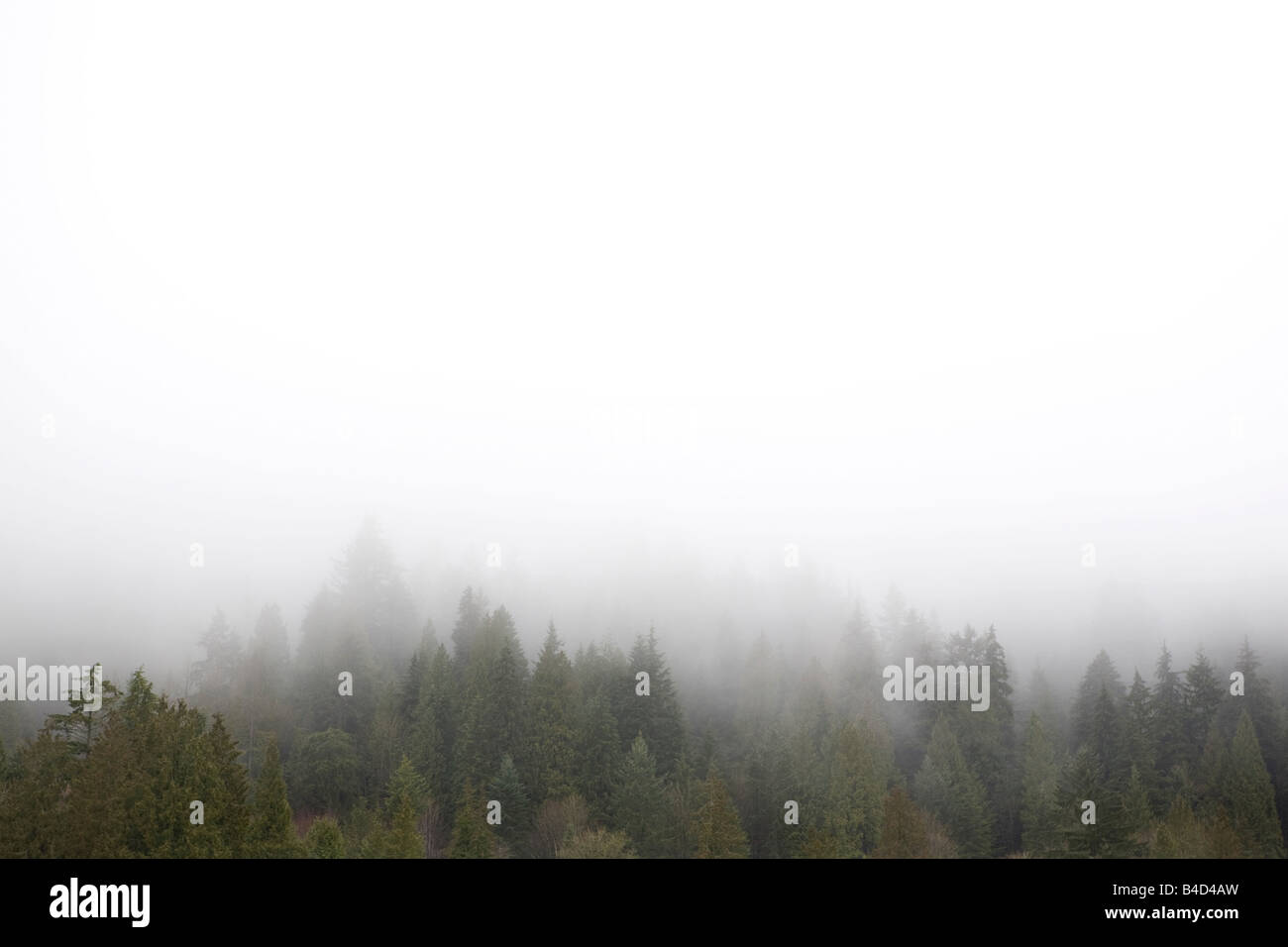 Fog Over Forest Stock Photo - Alamy