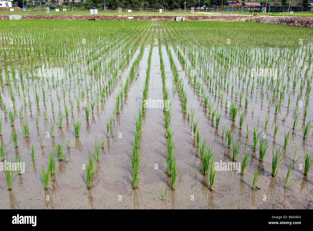 Paddy seedlings in water closeup Stock Photo - Alamy
