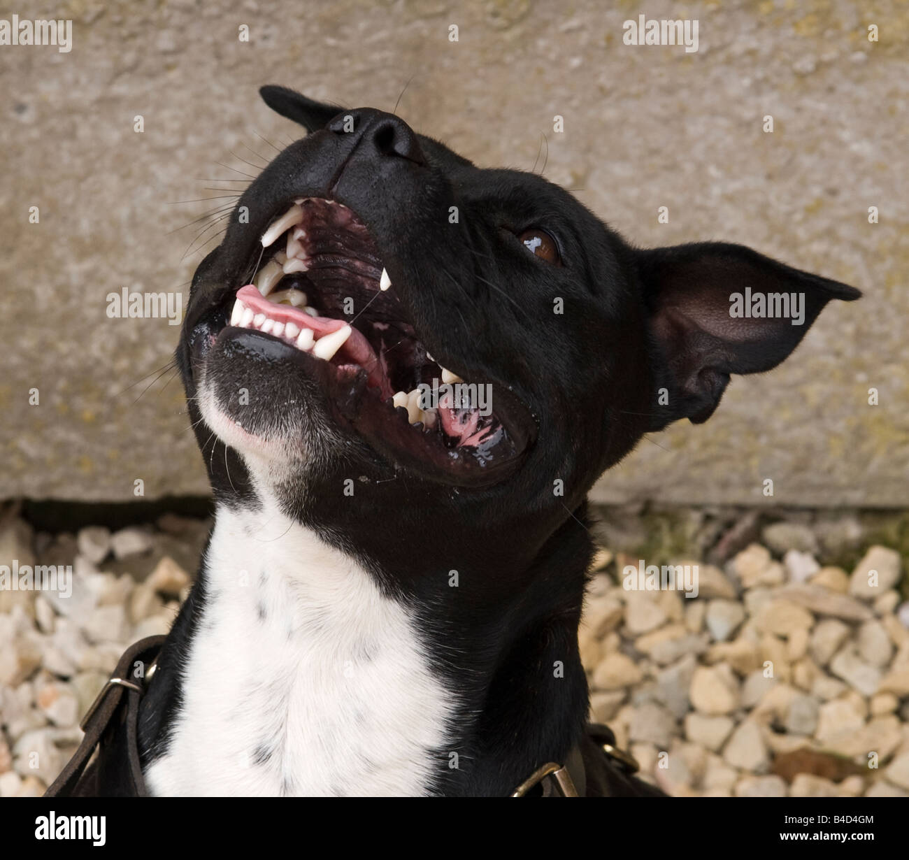 Staffordshire, Bull, Terrier, dog, staff, pitbull 2 Stock Photo - Alamy