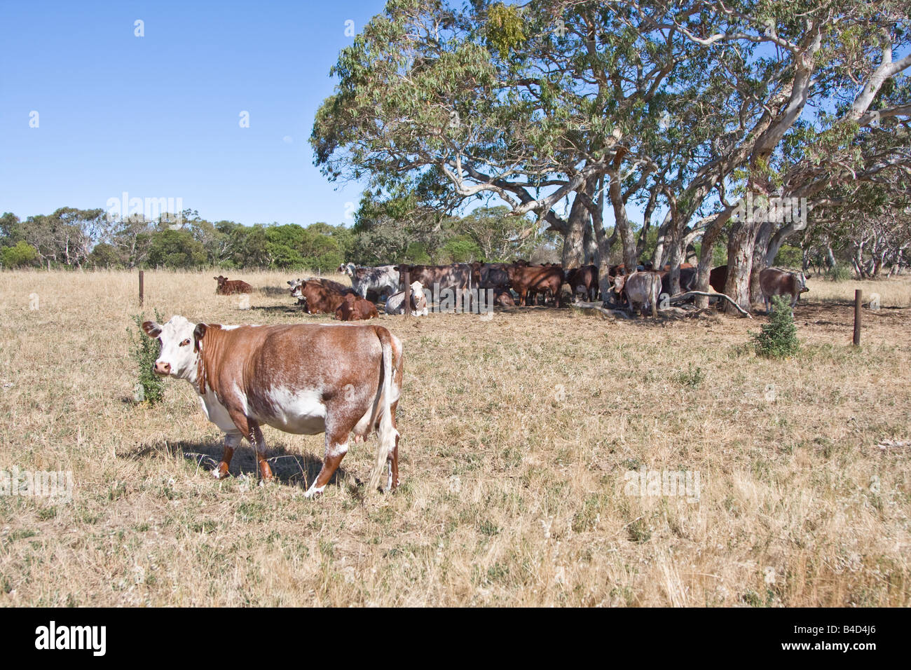 Hereford cows at Lochiel Park Taratap (near Kingston South East) South ...