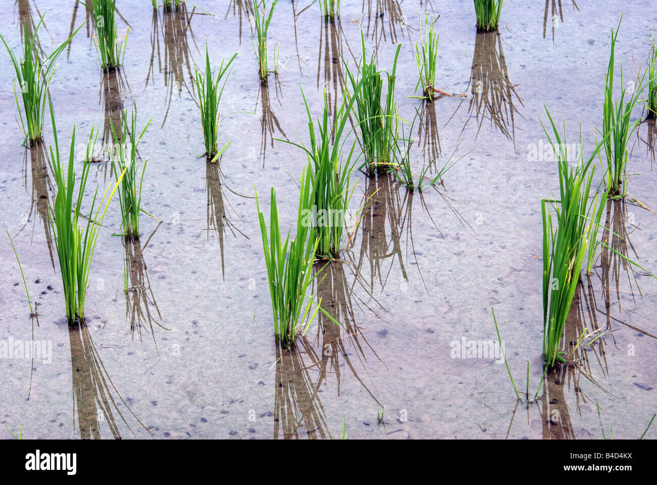 Paddy seedlings in water closeup Stock Photo - Alamy
