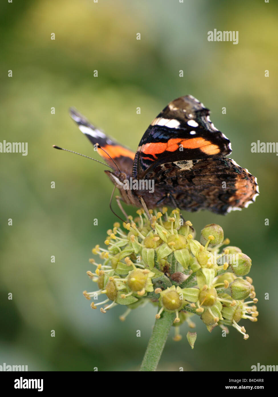 Red Admiral butterfly, Vanessa atalanta Stock Photo - Alamy