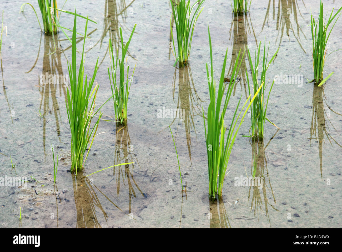 Paddy seedlings in water closeup Stock Photo - Alamy