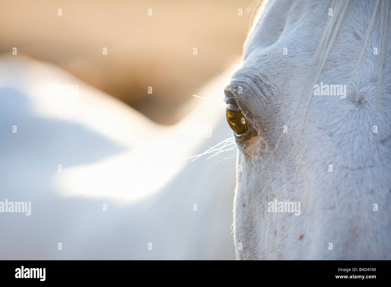 Wise horse hi-res stock photography and images - Alamy