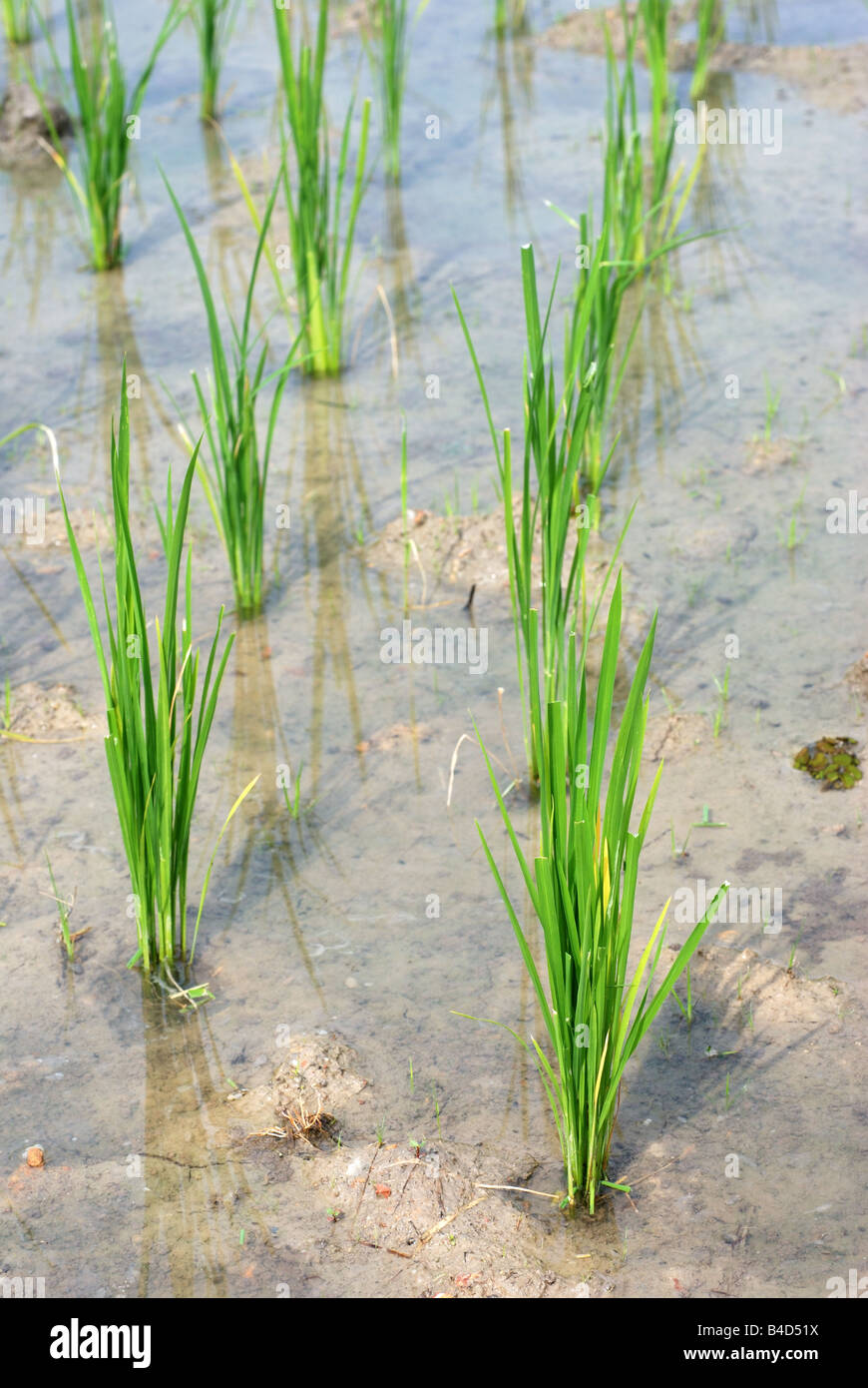 Paddy seedlings in water closeup Stock Photo - Alamy