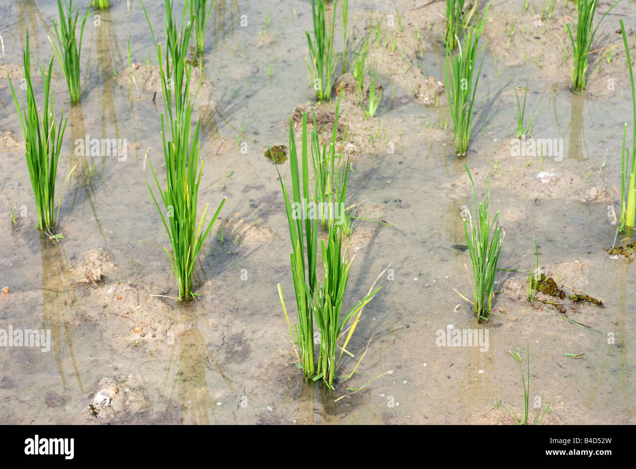 Paddy seedlings in water closeup Stock Photo - Alamy