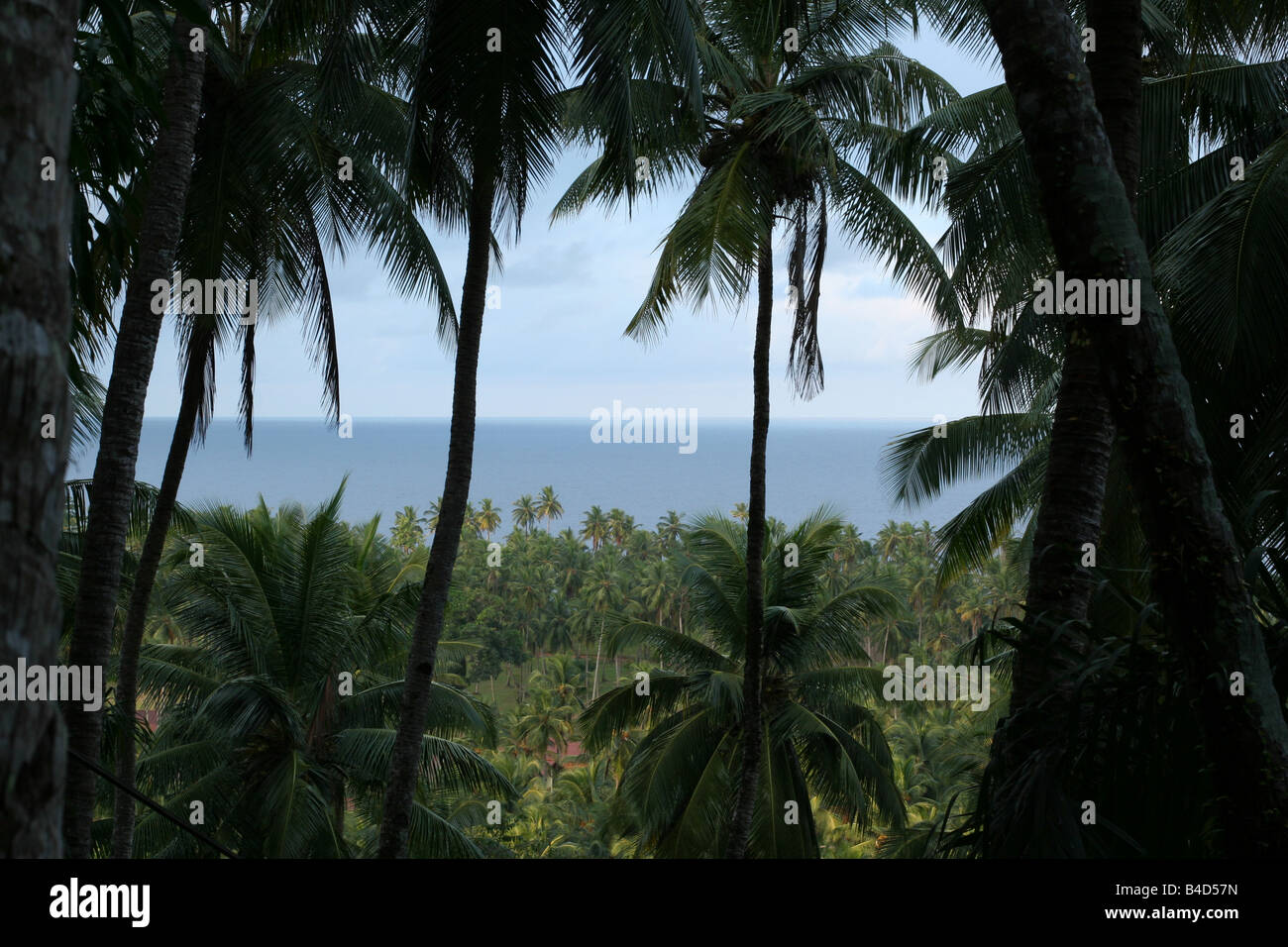 Palm tree view of the sea in São Tomé and Principe Stock Photo - Alamy