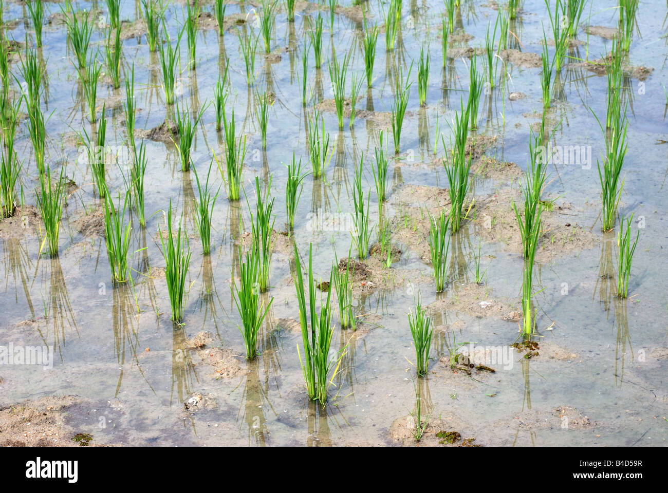 Paddies crop padi seedlings growth beginnings horizontal hi-res stock ...