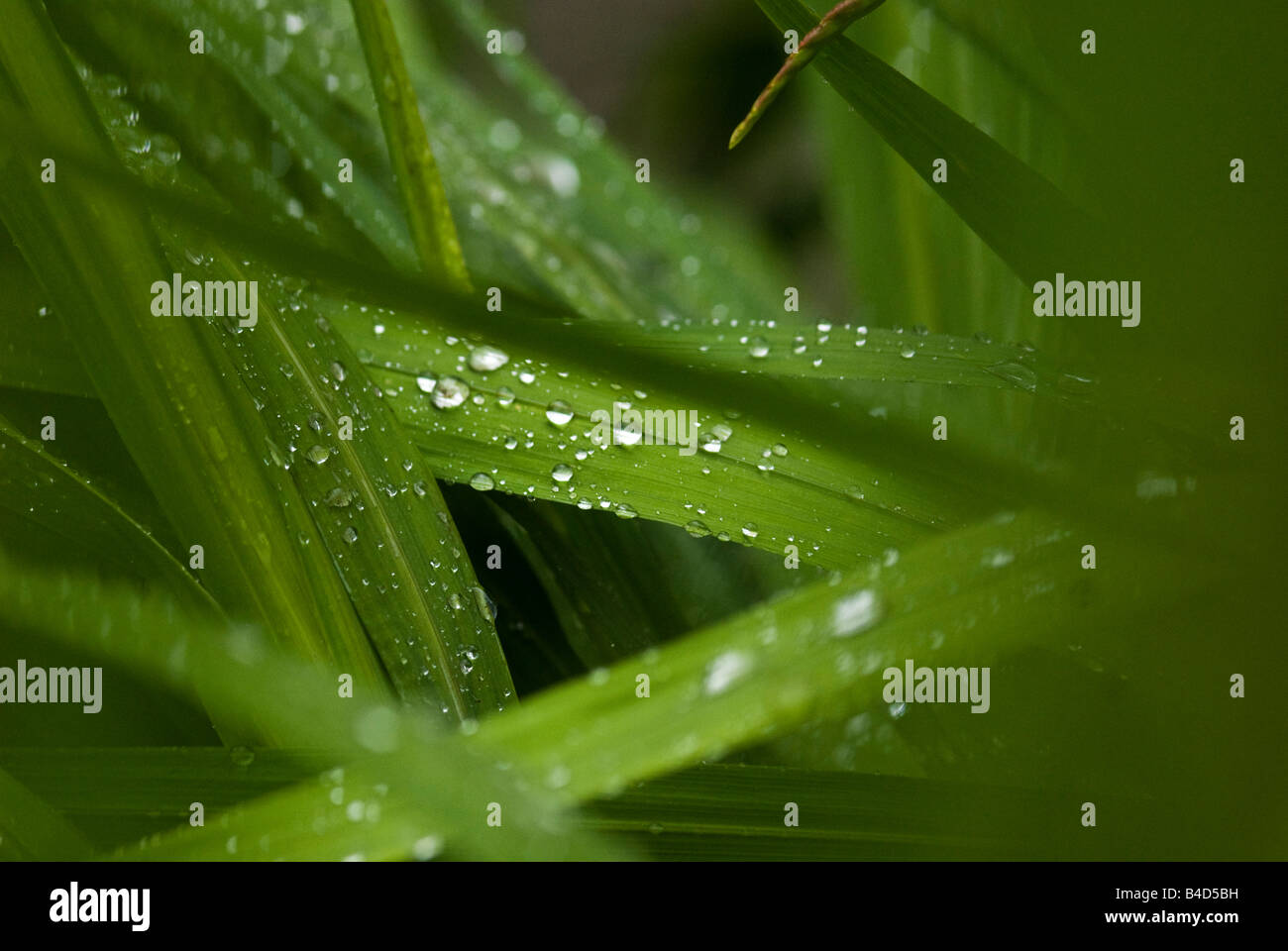 Water on leaves Stock Photo - Alamy