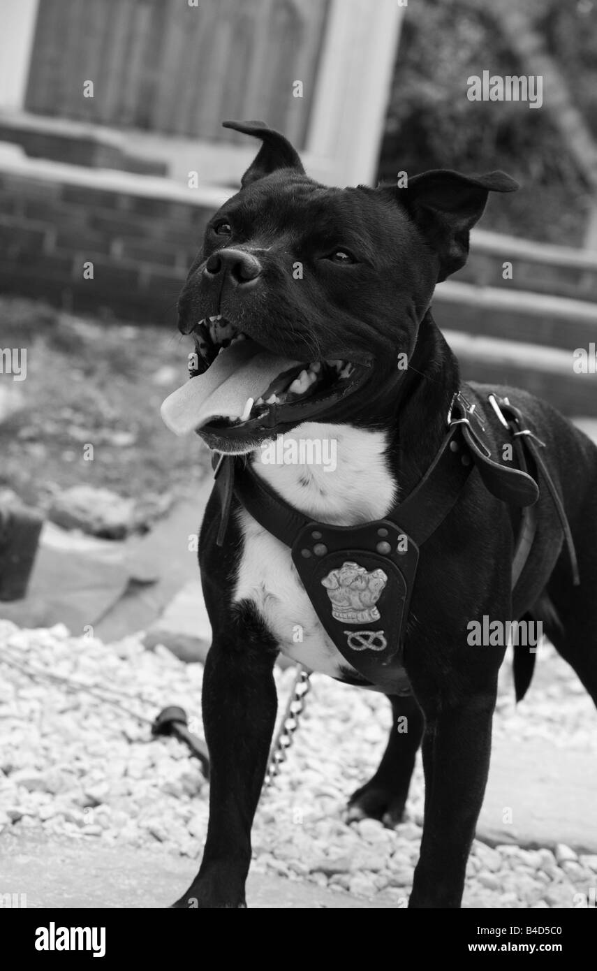 Staffordshire terrier Black and White Stock Photos & Images - Alamy