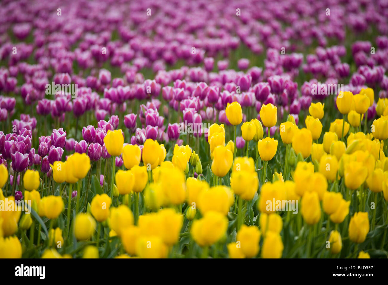 A Tulip Field Stock Photo - Alamy