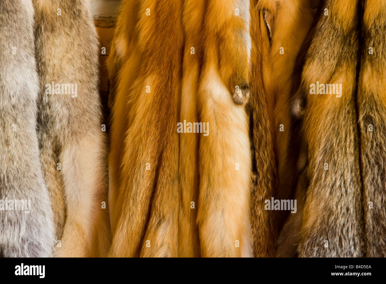 Pelts hi-res stock photography and images - Alamy