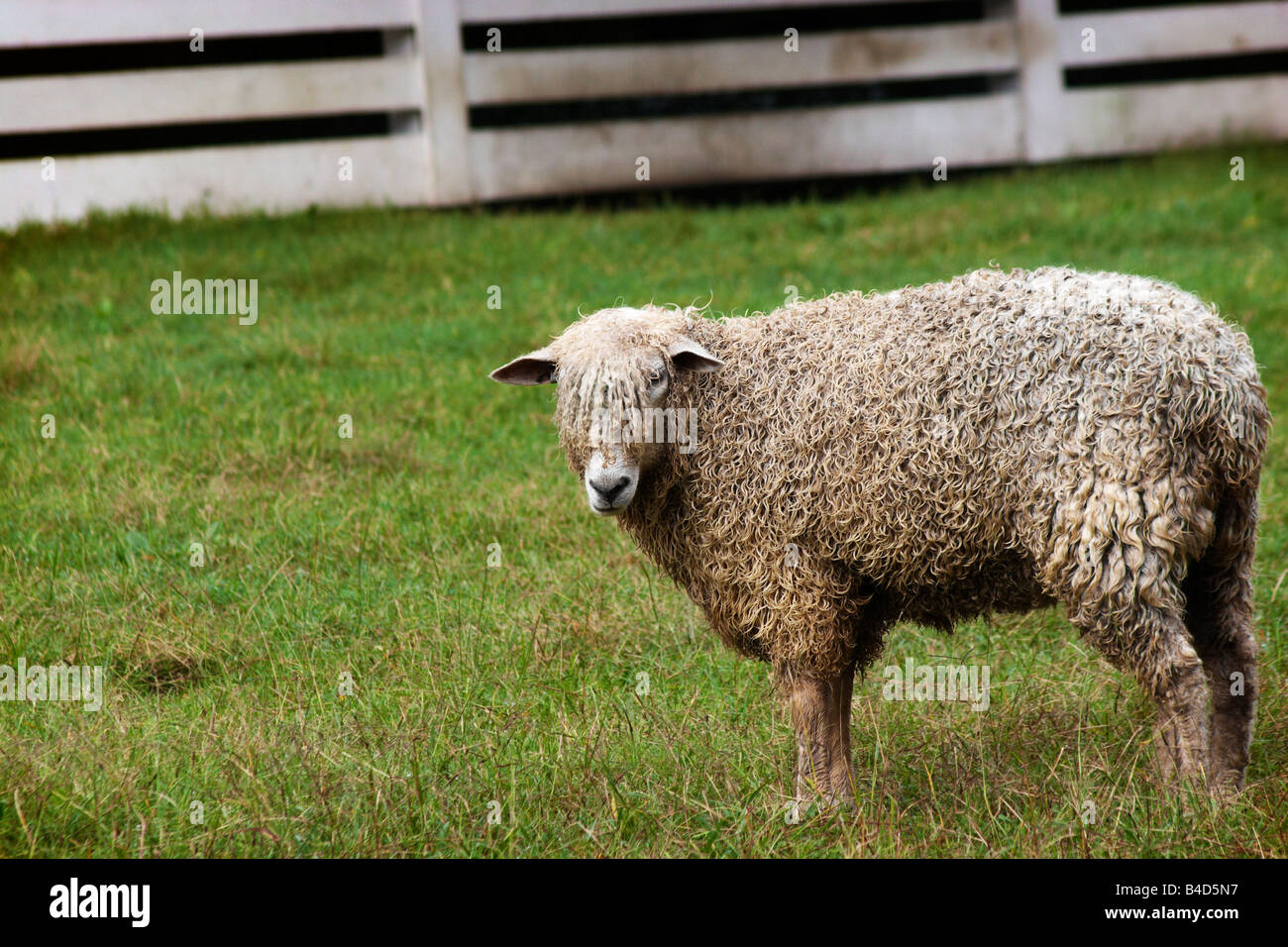 A Leicester Longwool Sheep in Colonial Williamsburg Virginia Stock ...