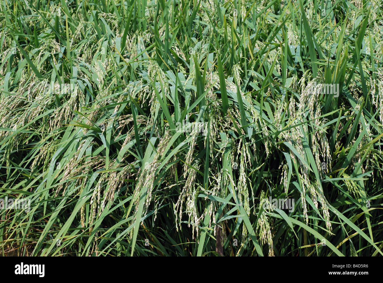 Rice grains on paddy plants closeup Stock Photo - Alamy