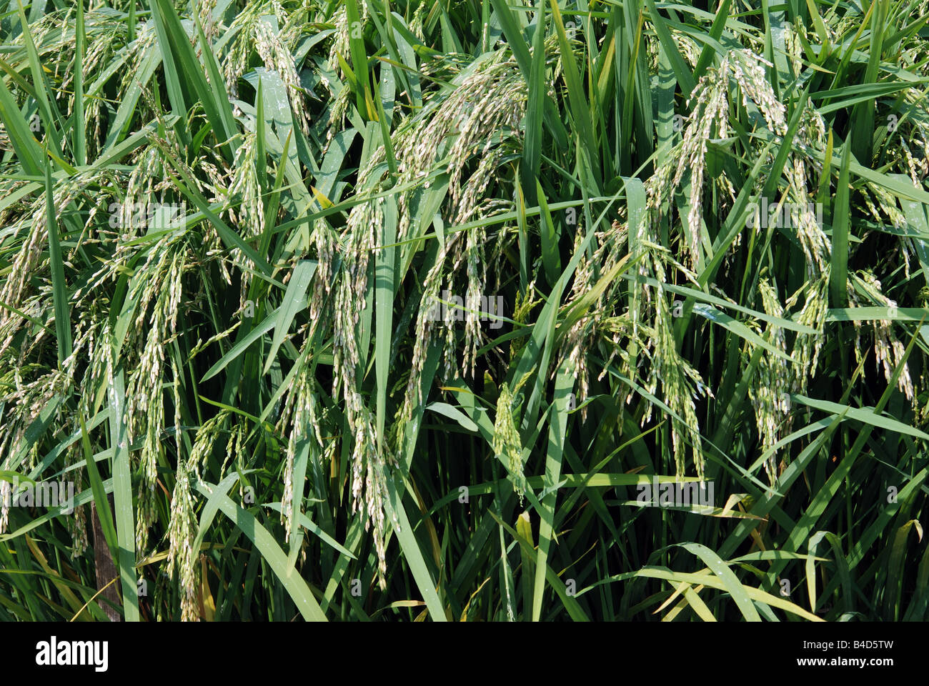 Rice grains on paddy plants closeup Stock Photo - Alamy